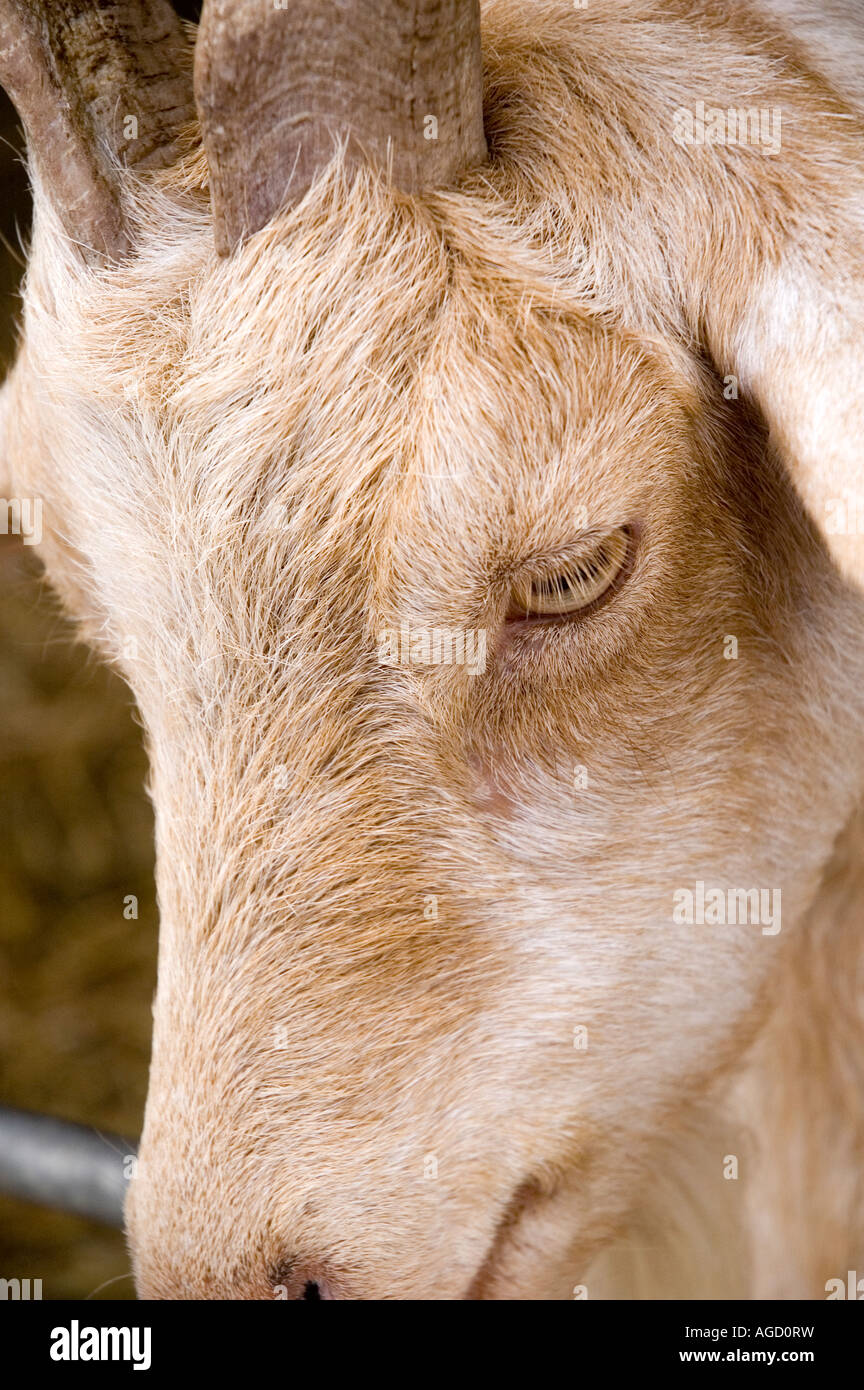 Goat on farm look hi-res stock photography and images - Alamy