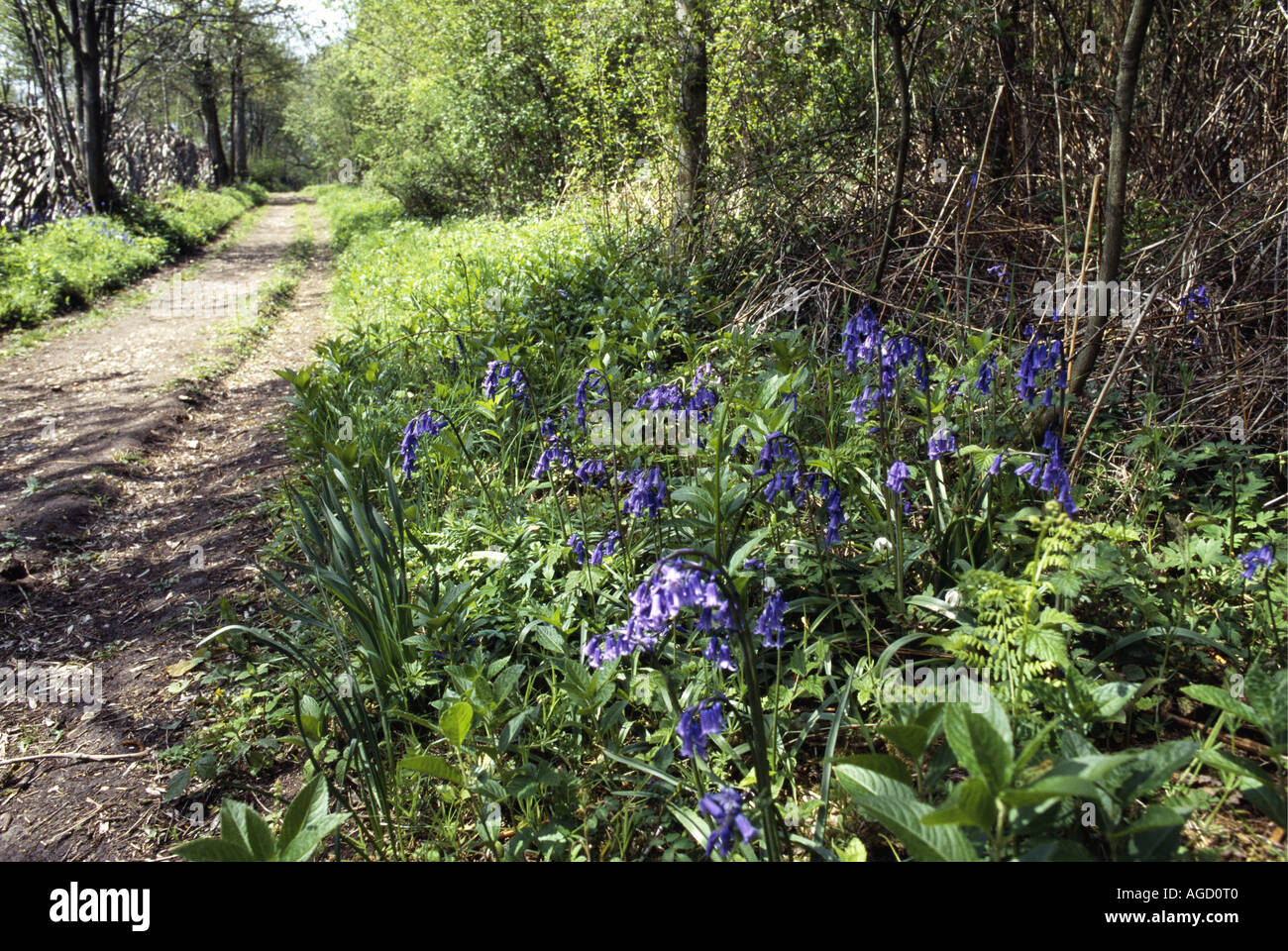 Bluebells growing beside a path through Garston Wood Stock Photo - Alamy