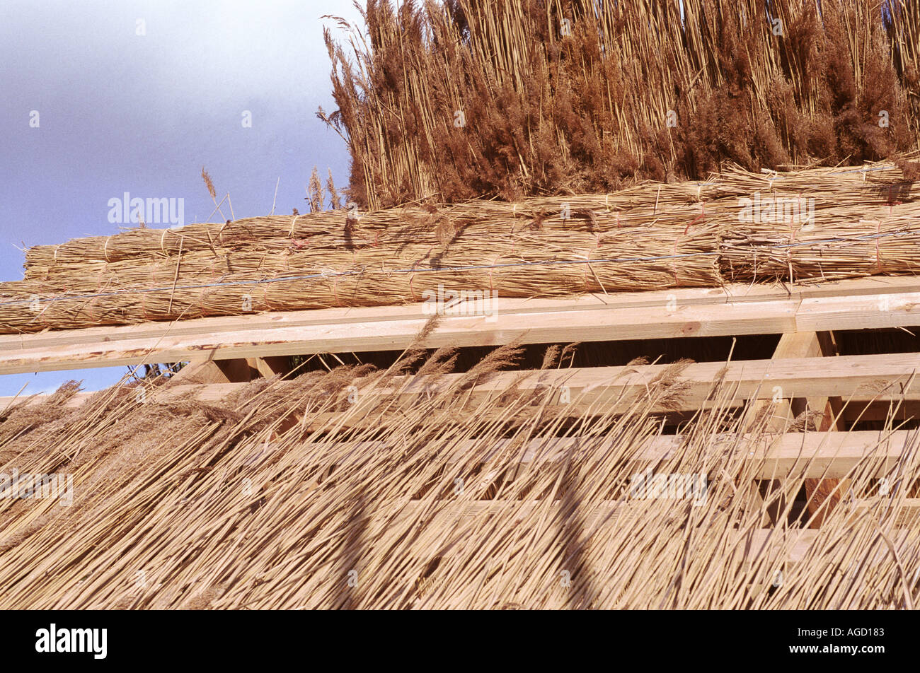 Thatching a cottage Stock Photo - Alamy