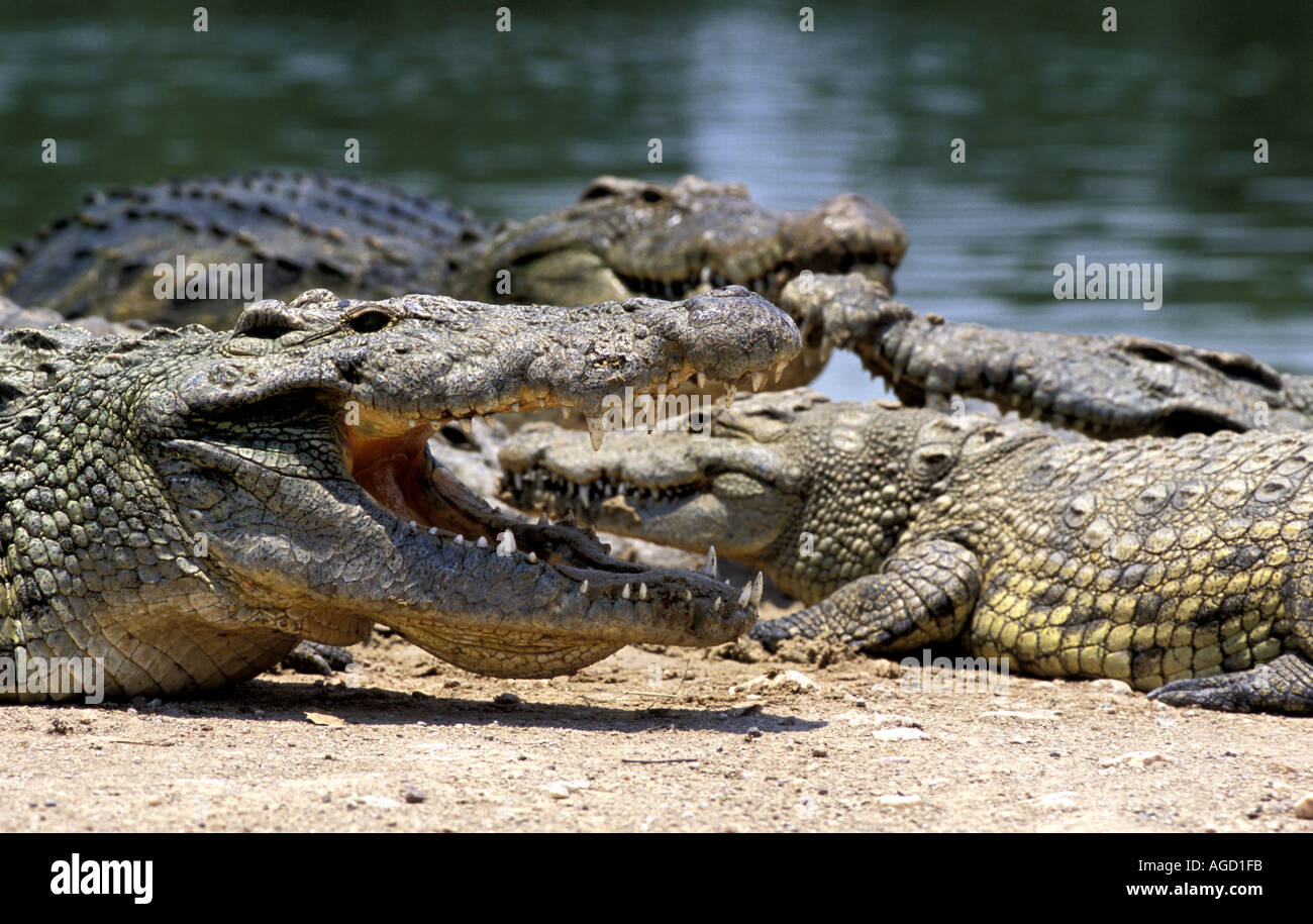 Zambia Zimbabwe Africa Maze island croc farm crocodile lying with open ...