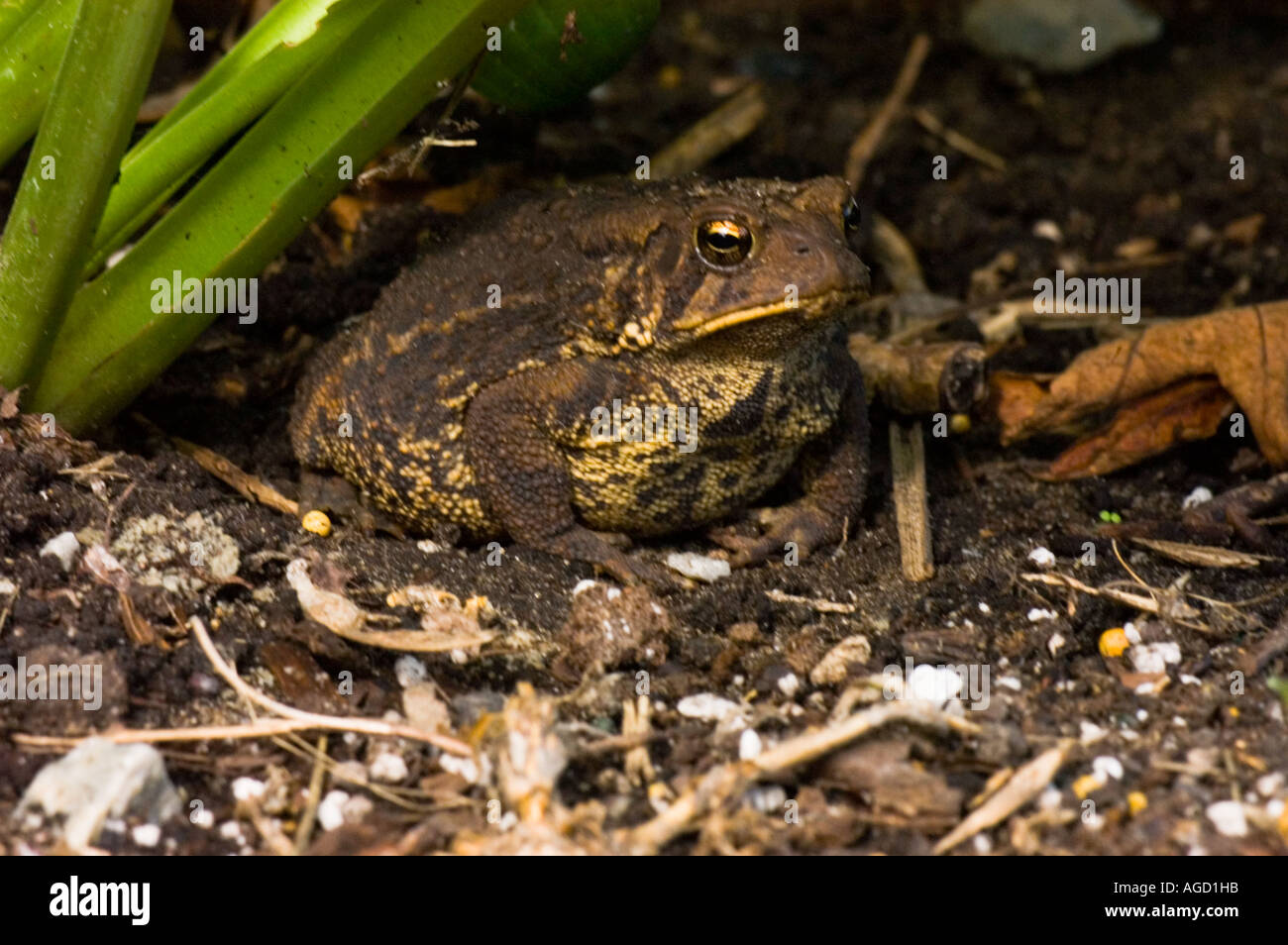 Toad sits beneath a garden plant Stock Photo - Alamy