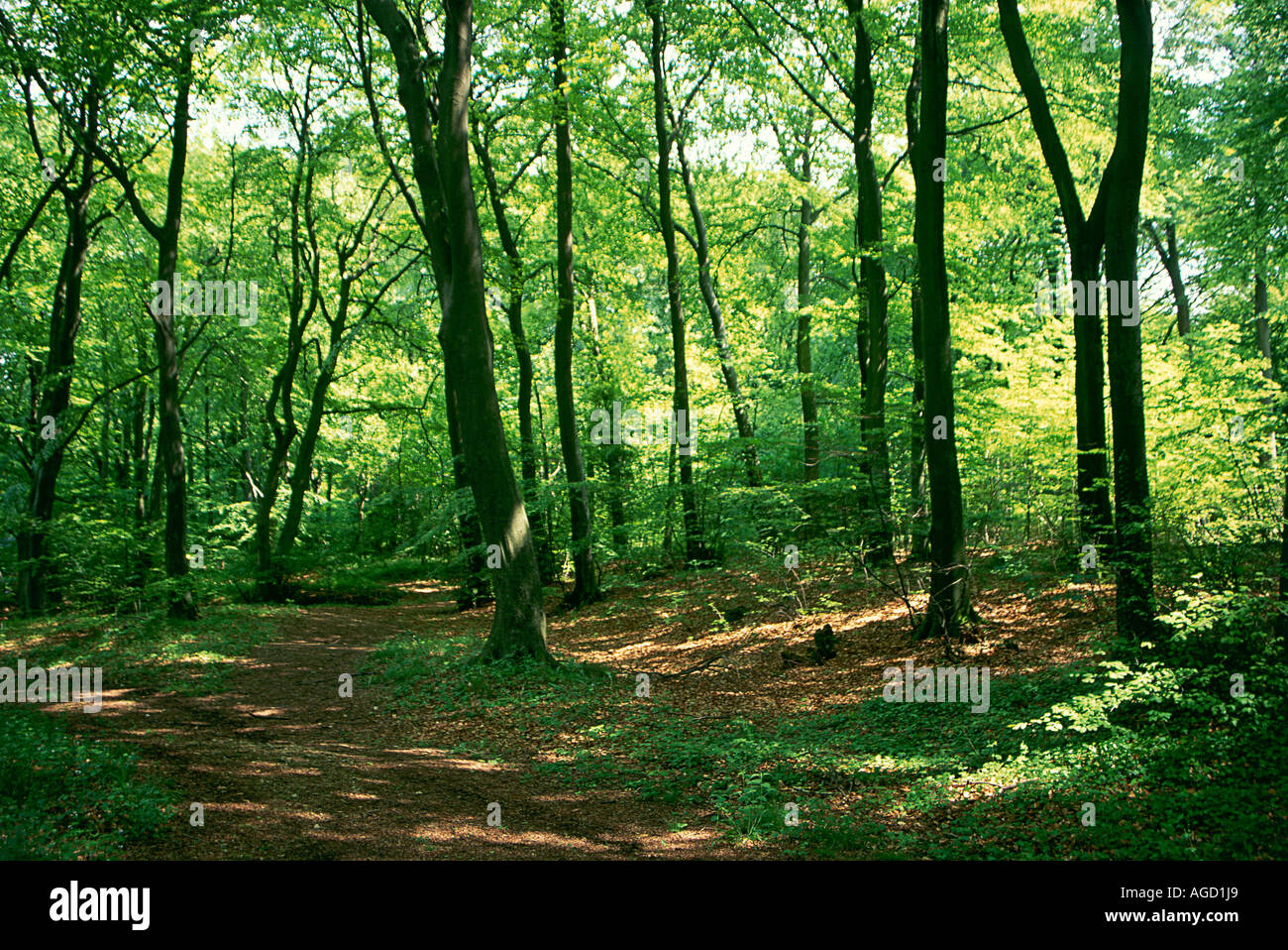 Cranham woods hi-res stock photography and images - Alamy