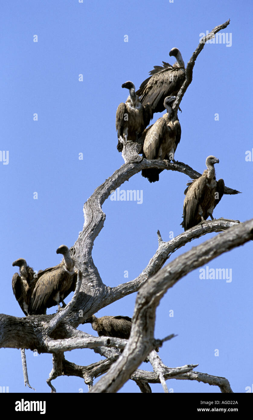 Zambia Africa South Luangwa National Park vultures on a tree Stock ...