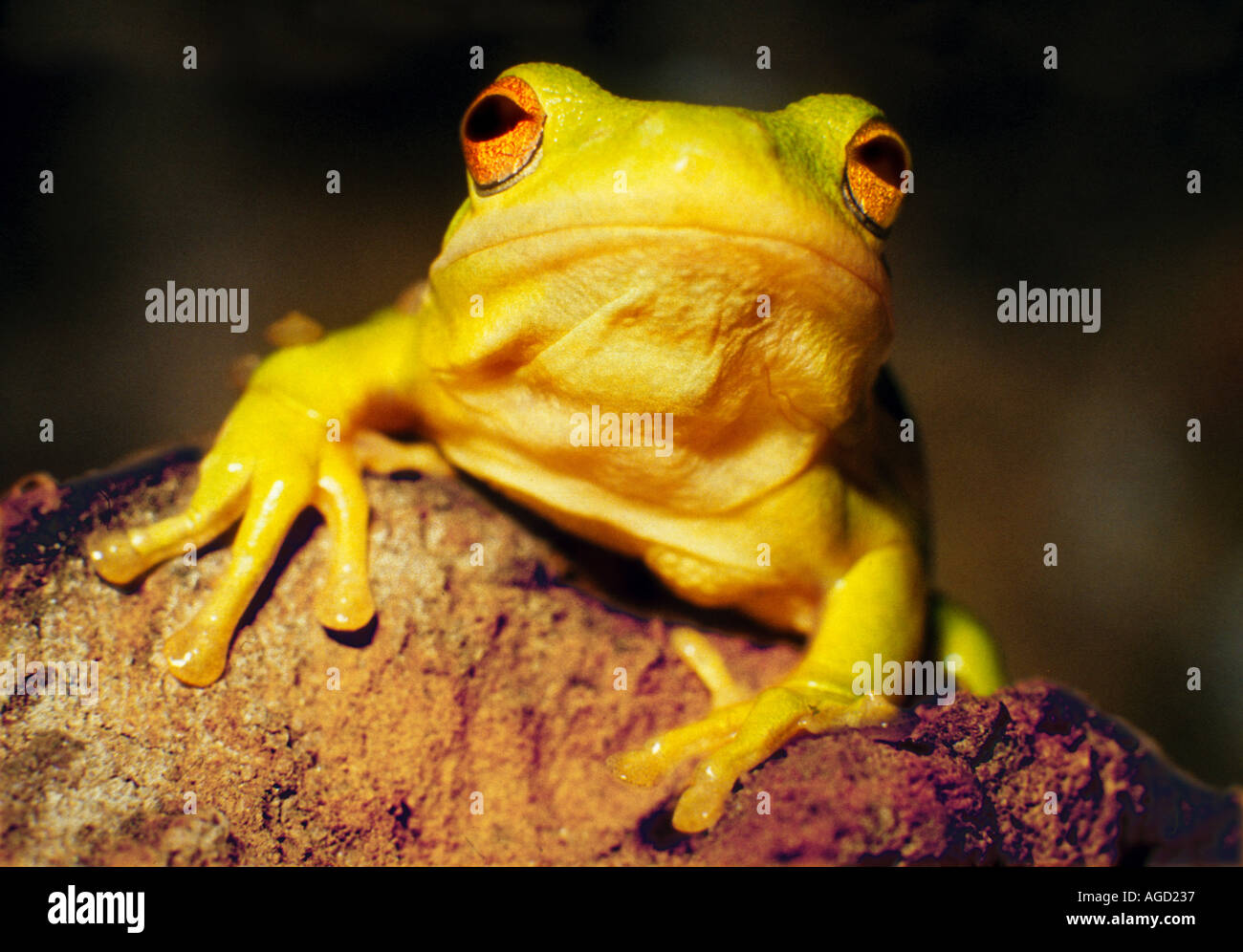 Green frog with orange feet hi-res stock photography and images - Alamy