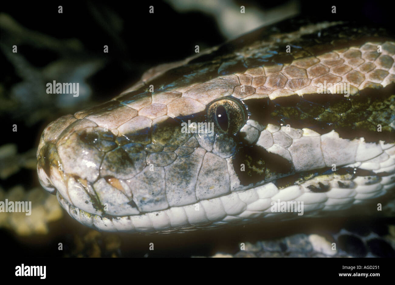 Snake head rock hi-res stock photography and images - Alamy