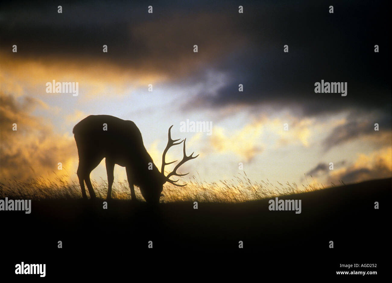 Scotland deer dusk hi-res stock photography and images - Alamy