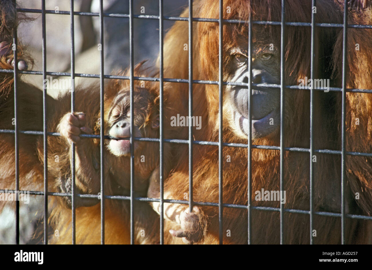 Caged Sumatran Orang Utan Pongo pygmaeus abelli Sumatra Stock Photo - Alamy