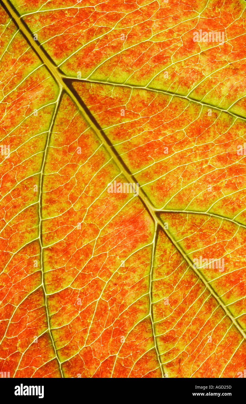 Venation in leaf Stock Photo - Alamy