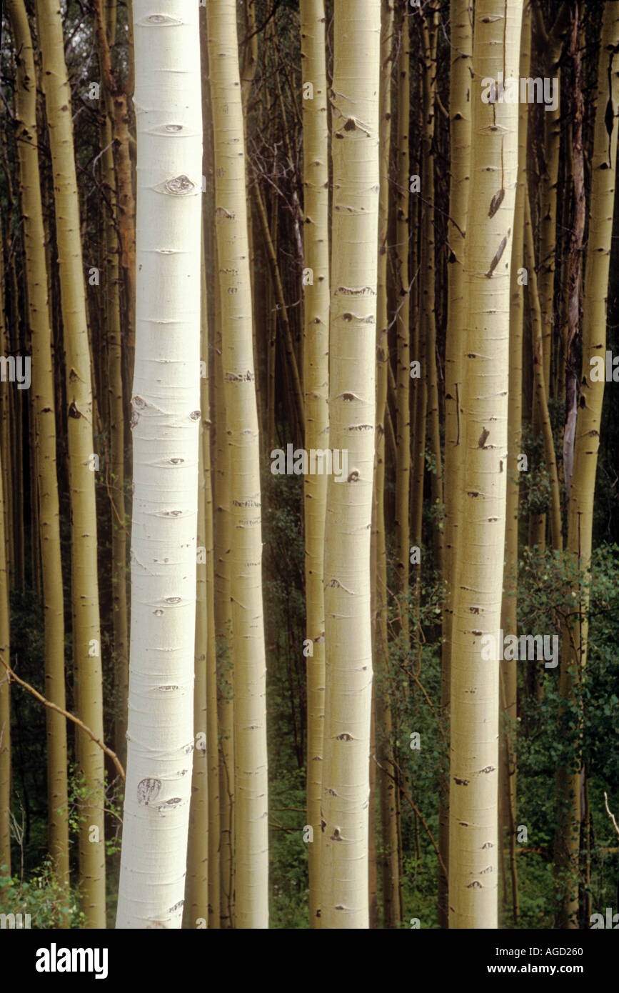 Aspen Populus tremuloides Quaking Aspen Santa Fe National Forest New ...