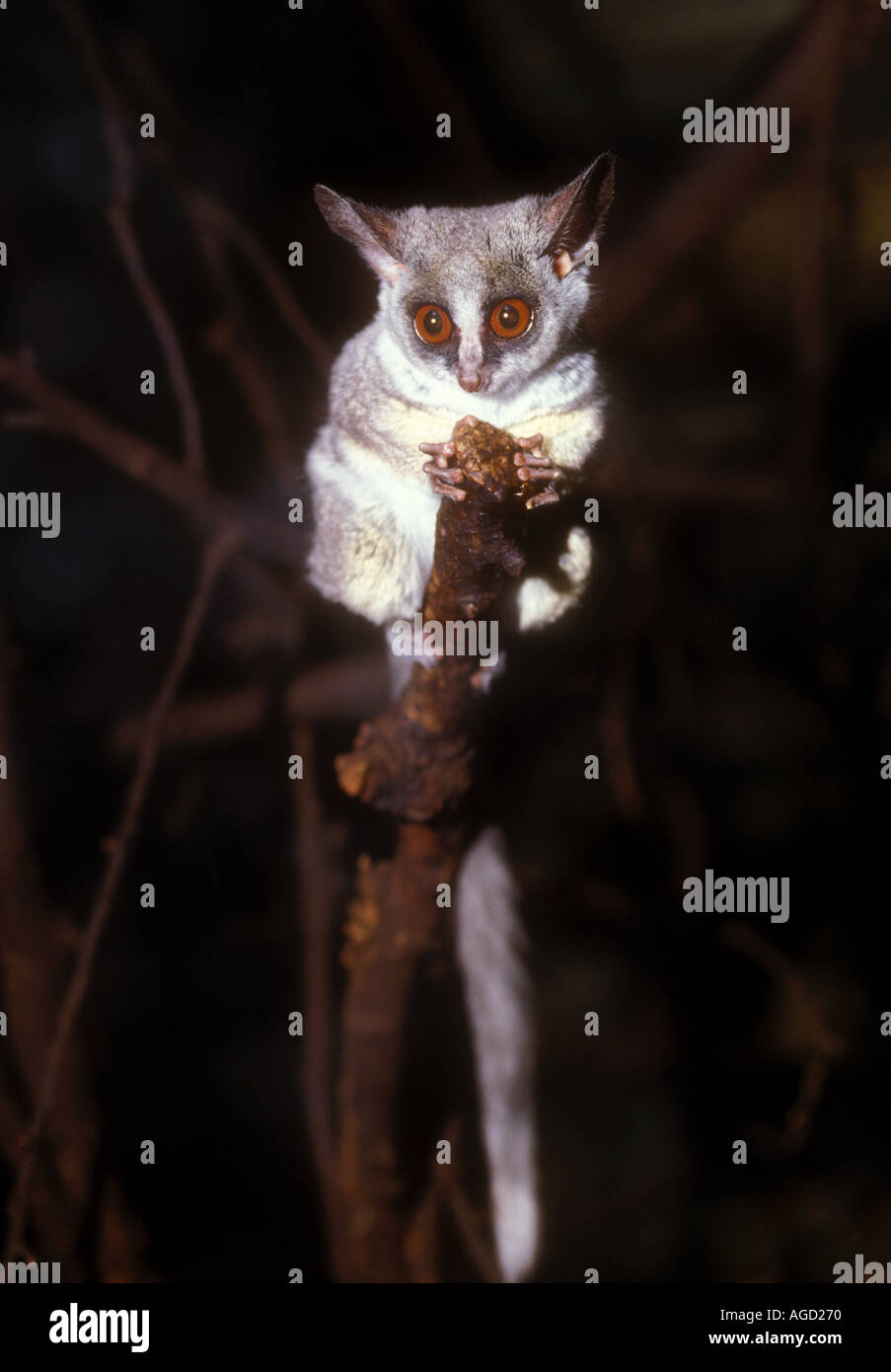 Galago galago senegalensis hi-res stock photography and images - Alamy