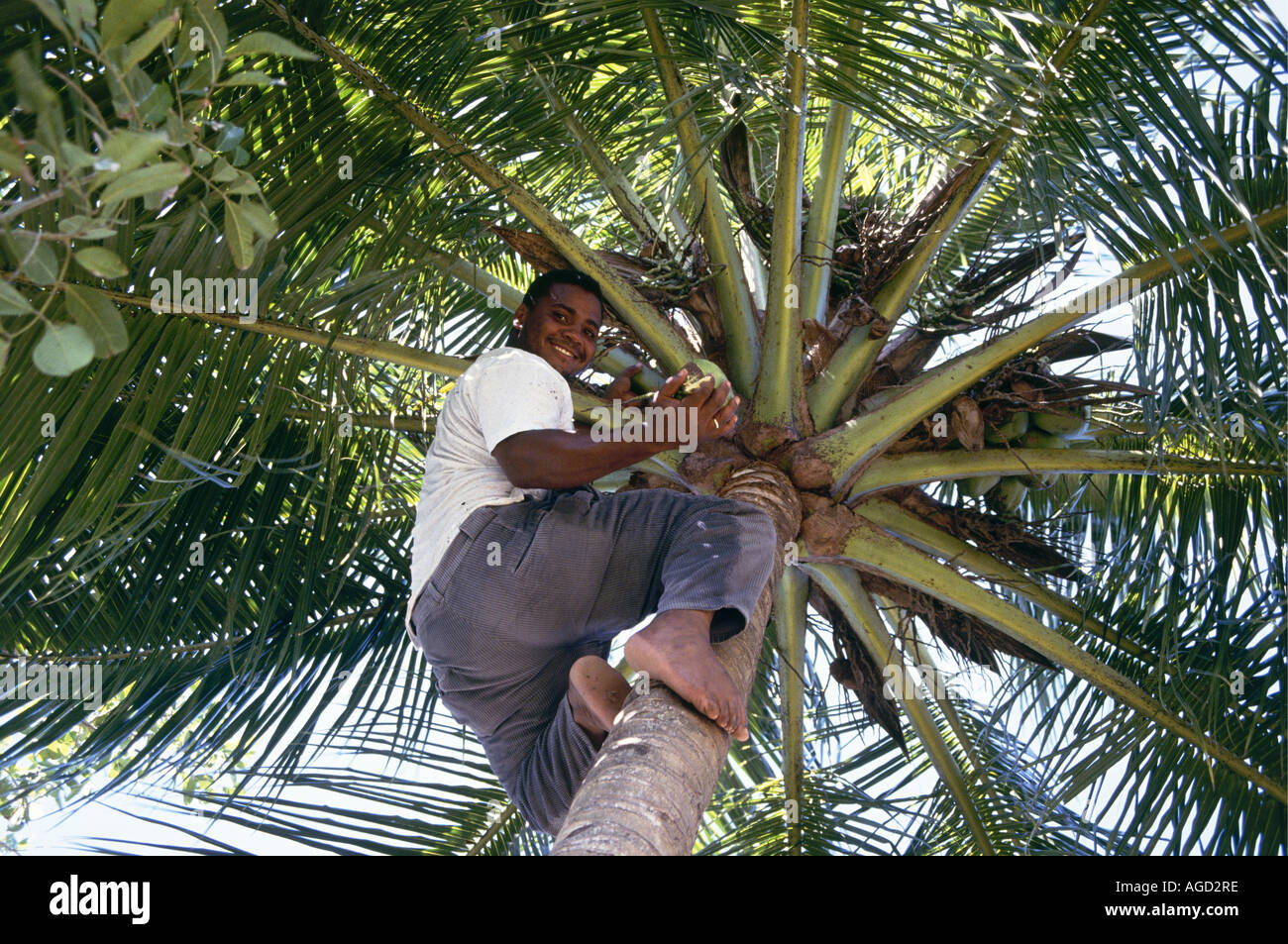 Jamaican agriculture hi-res stock photography and images - Alamy
