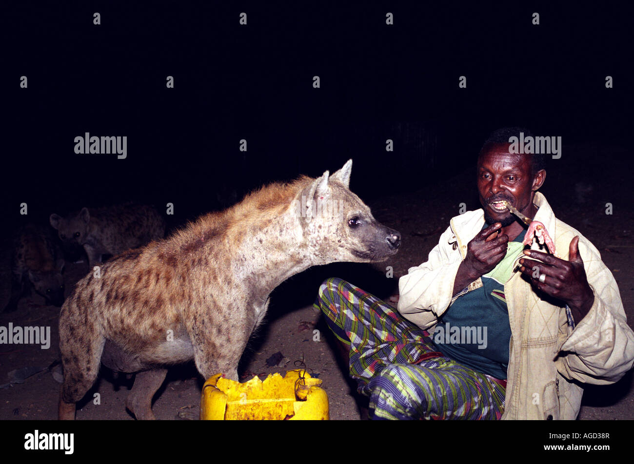 Feeding the hyena in Harar, Ethiopia Stock Photo - Alamy