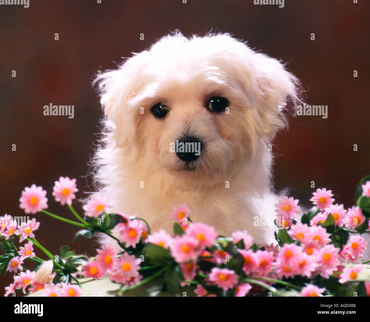 Dog with flowers Stock Photo - Alamy