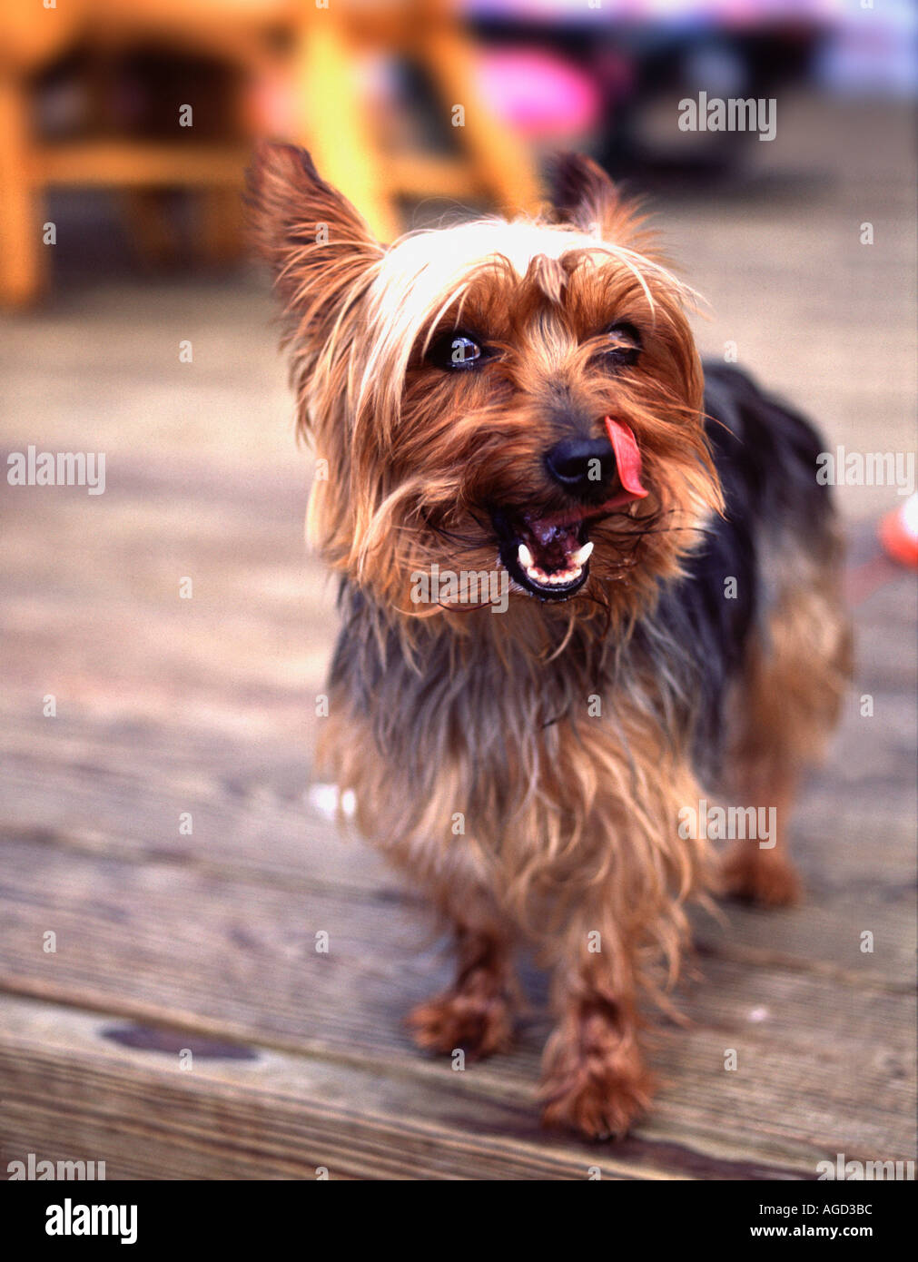 Dog licking itself hi-res stock photography and images - Alamy