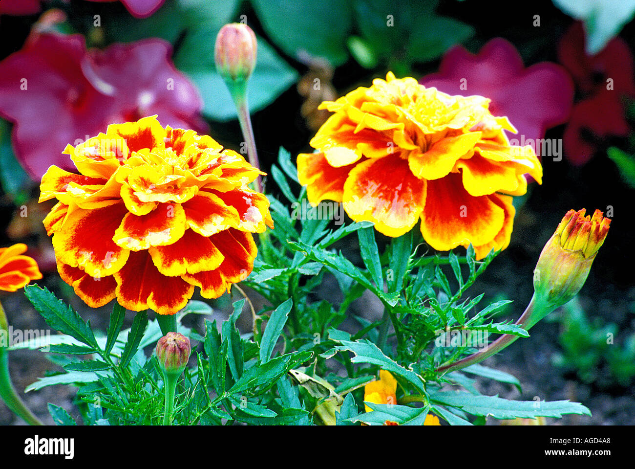 Flowers tagetes sp hi-res stock photography and images - Alamy