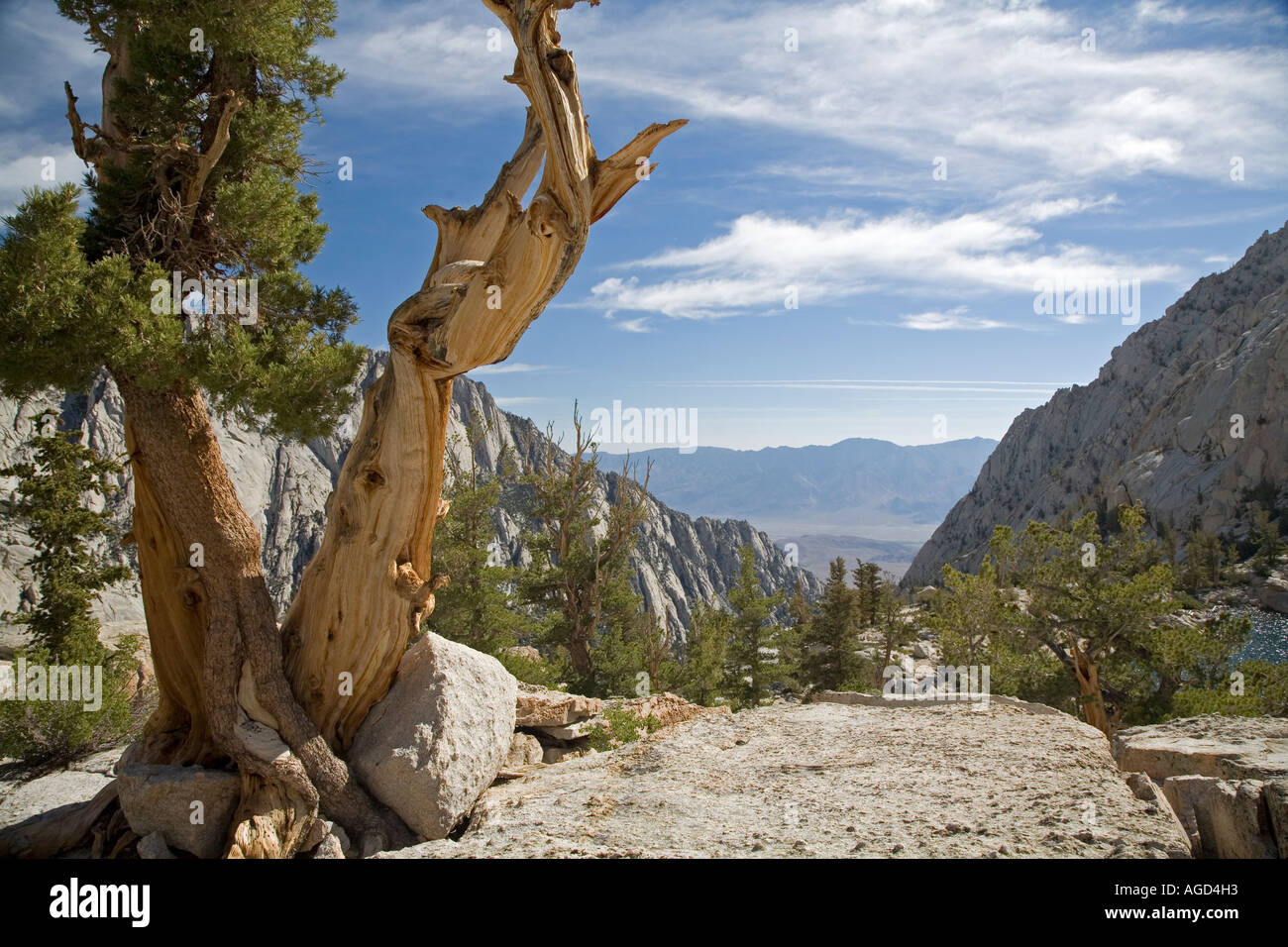 Rocky mountain bristlecone pine tree hi-res stock photography and ...