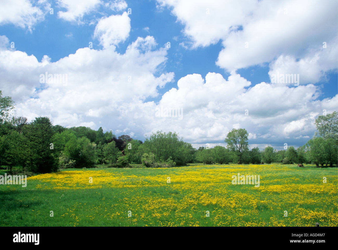 A field of yellow flowers surrounded by trees in Minster Lovell Stock ...