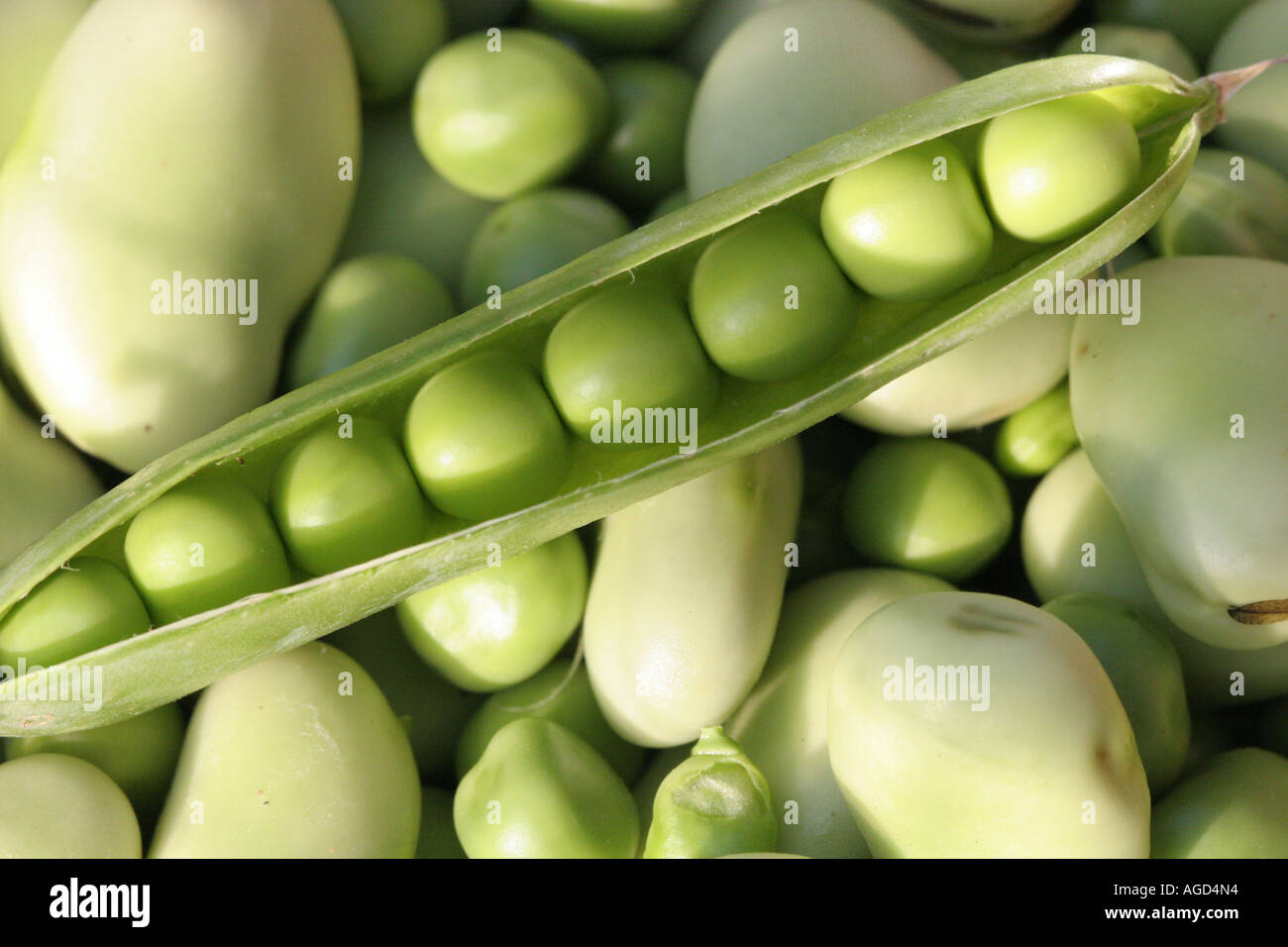 Green peas pod hi-res stock photography and images - Alamy