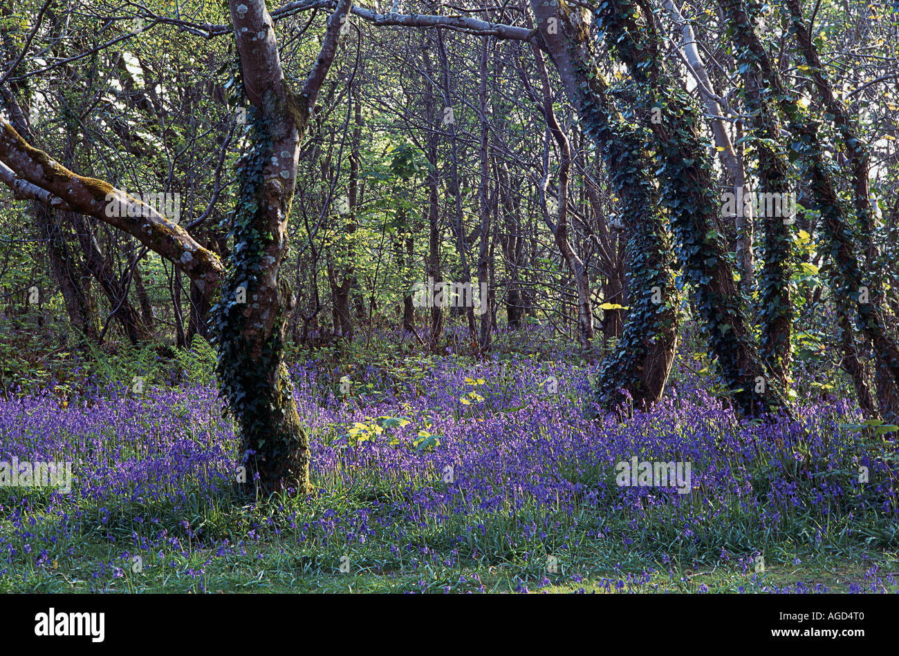 Tehidy woods in cornwall hi-res stock photography and images - Alamy