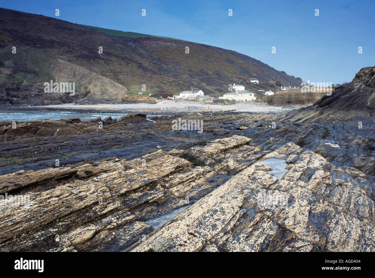 The scant and rocky ridges of the Crackington Haven shoreline Cliff in ...