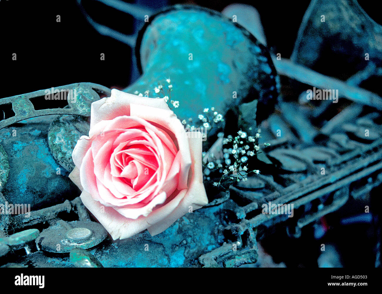 Rose trumpet hi-res stock photography and images - Alamy
