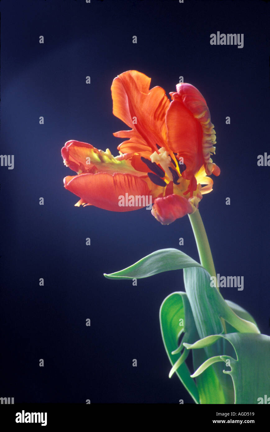 Parrot Tulip Rococo Stock Photo - Alamy