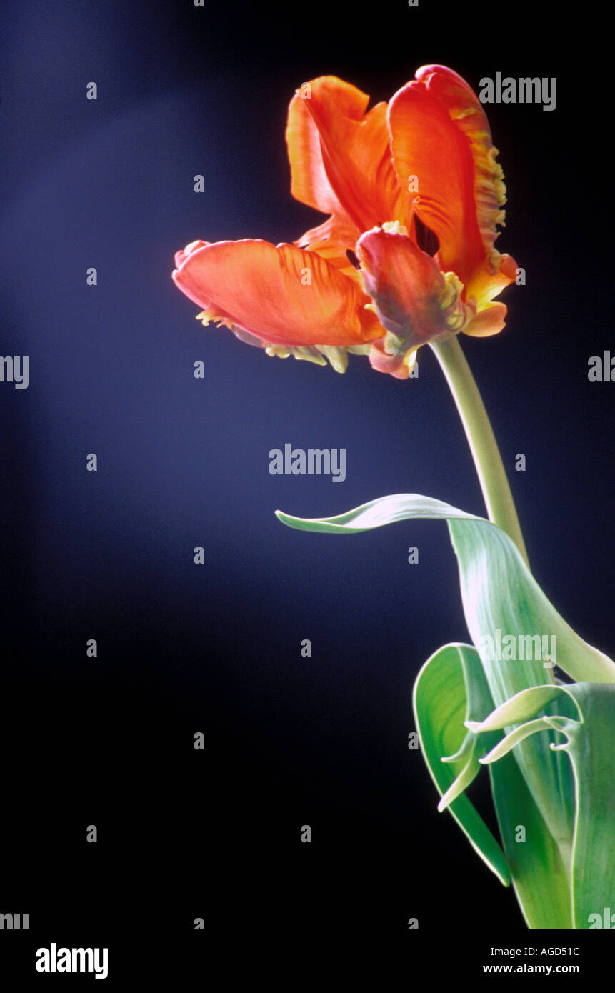 Parrot Tulip Rococo Stock Photo - Alamy