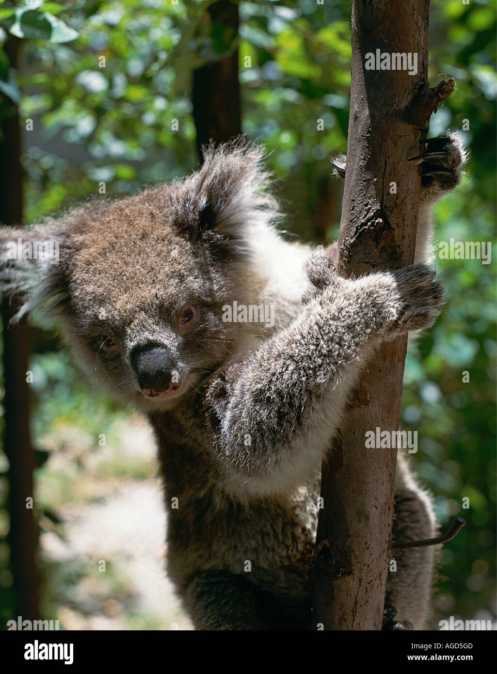 Northern koala hi-res stock photography and images - Alamy