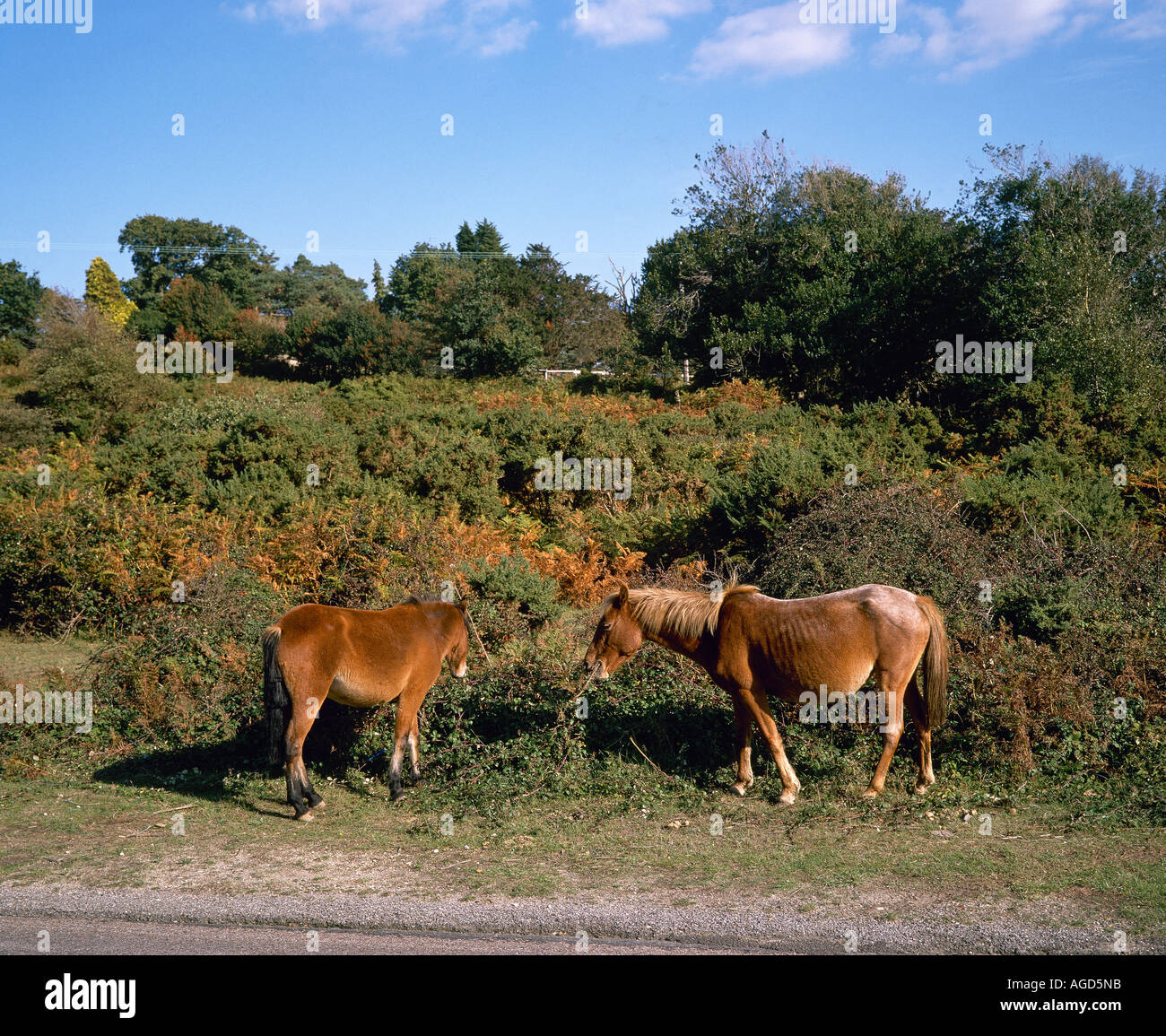 Free roaming ponies are among the wildlife that thrive in the expansive ...
