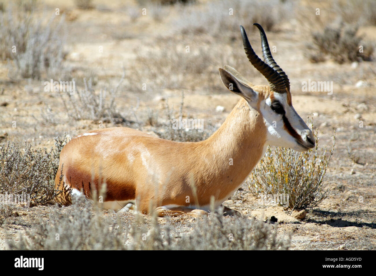 Springbok Antidorcas marsupialis Grasslands of the Kalahari ...