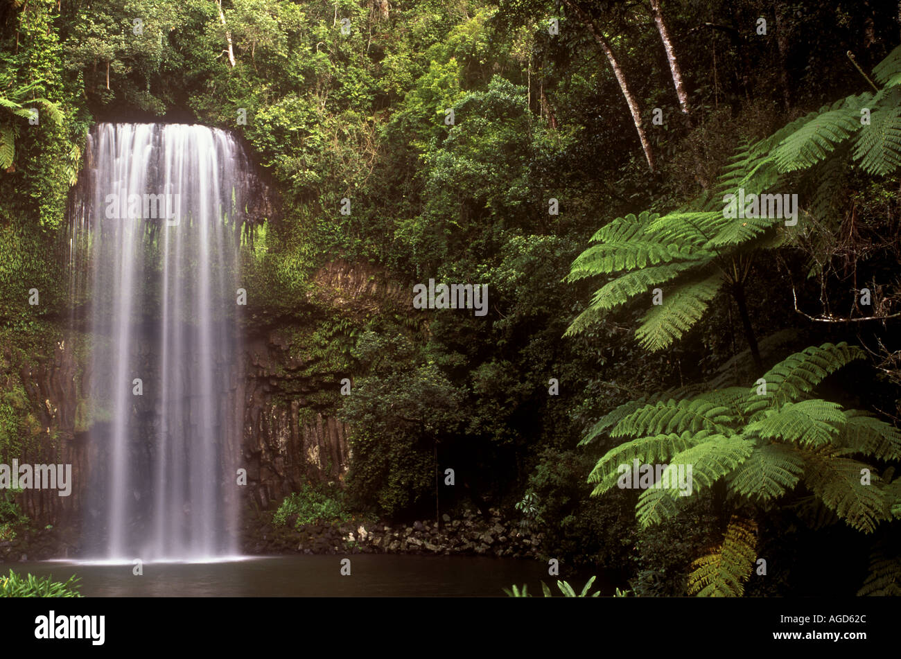 AUSTRALIA QUEENSLAND Millaa Millaa Falls The famous waterfall and world ...
