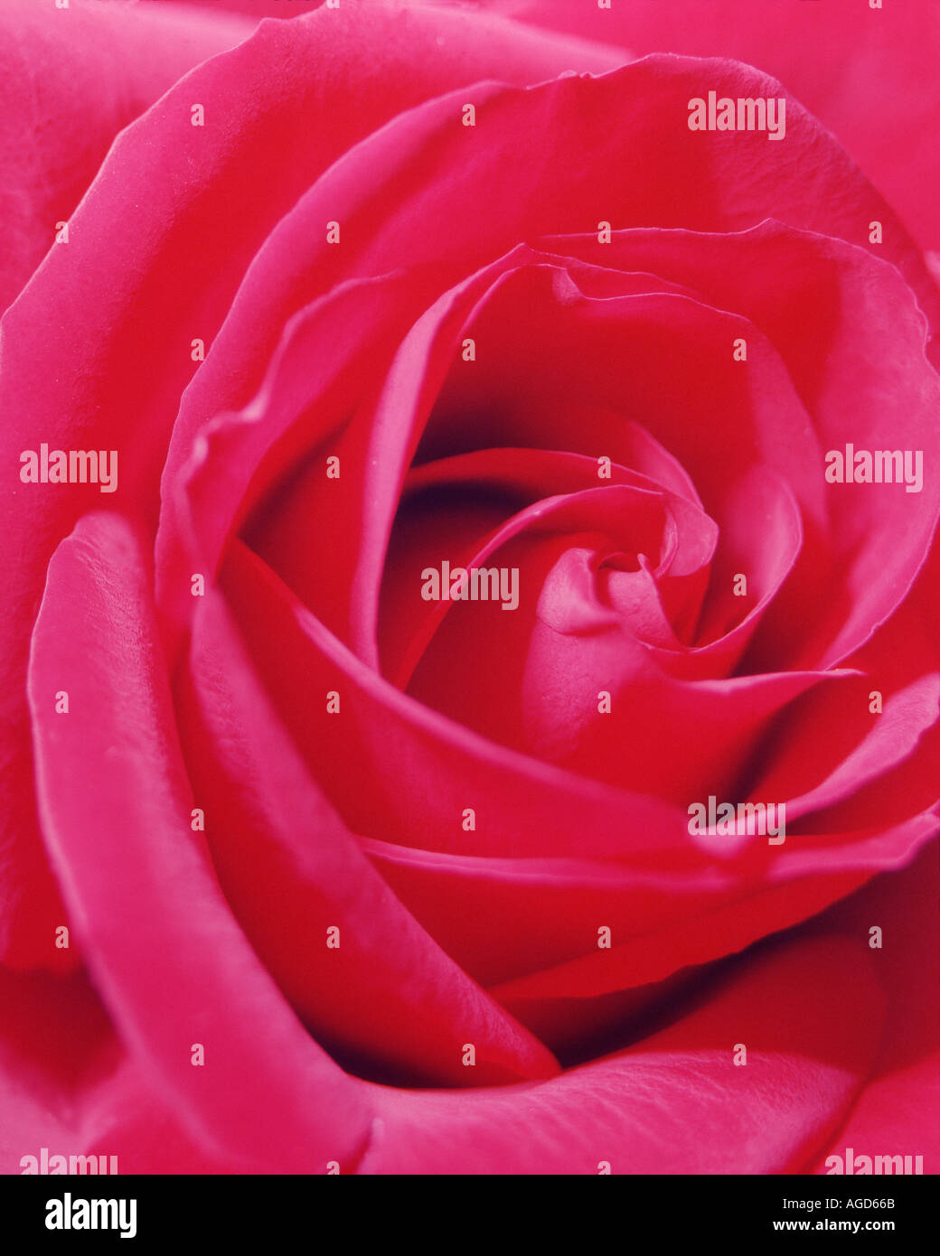 Brian rose hi-res stock photography and images - Alamy