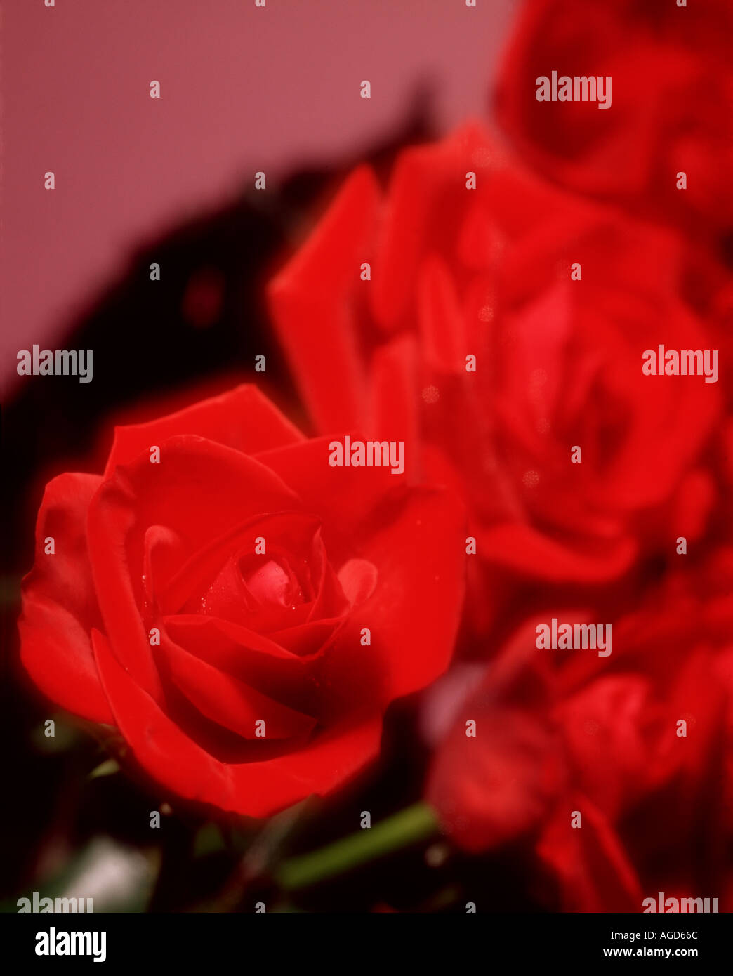 Red rose 002 BTN Stock Photo - Alamy