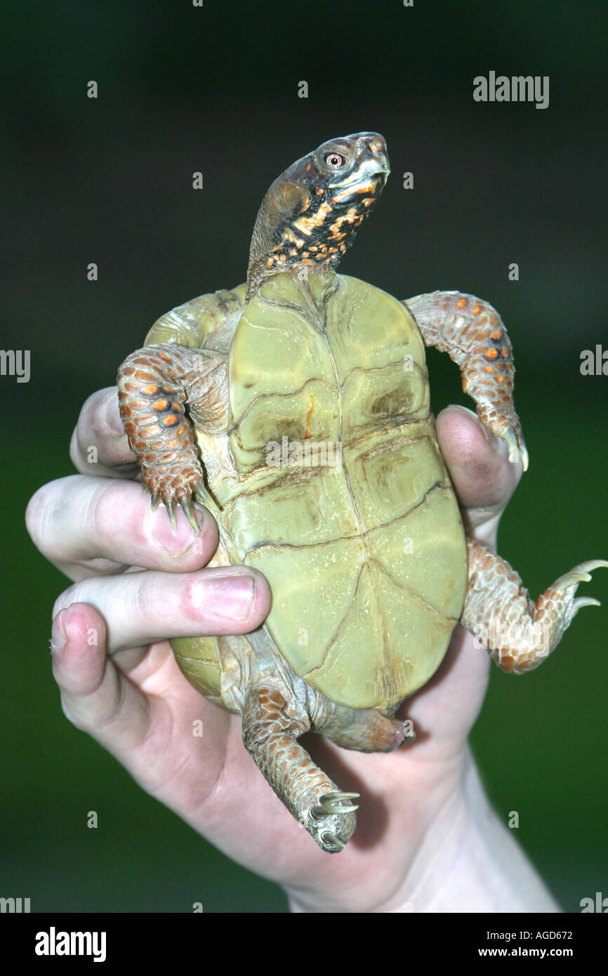 Hinged shell hi-res stock photography and images - Alamy