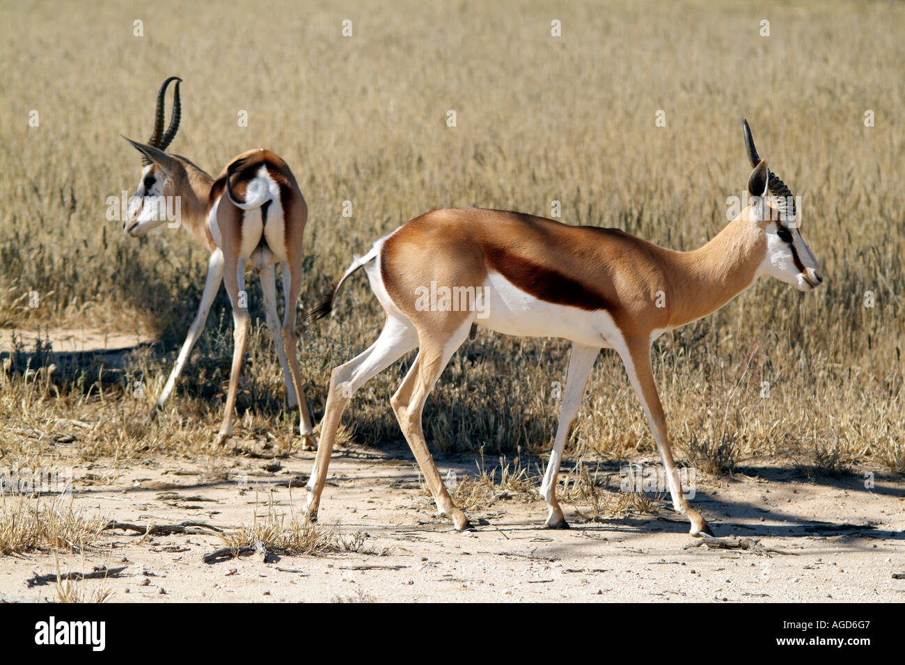 Springbok. Antidorcas marsupialis. Grasslands of the Kalahari ...