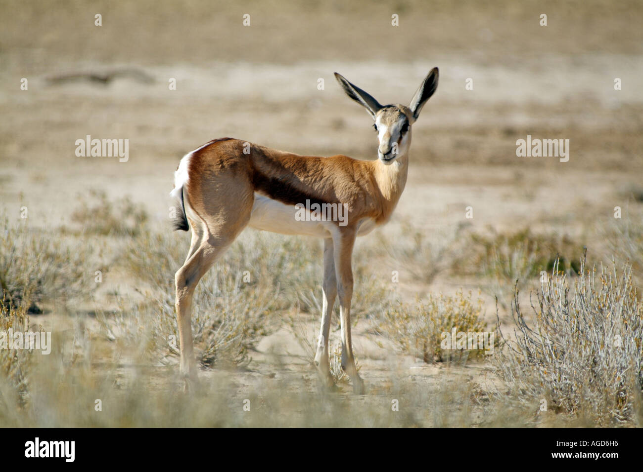 Young Springbok. Antidorcus marsupialis. Grasslands of the Kalahari ...