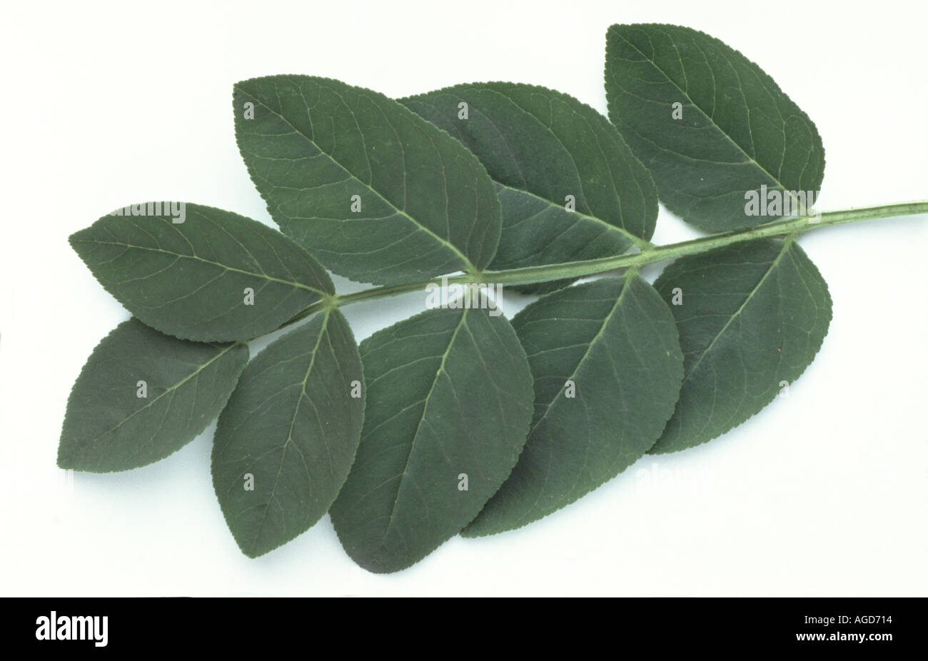 Medicinal plant Dictamnus albus Diptam Dittany Stock Photo - Alamy
