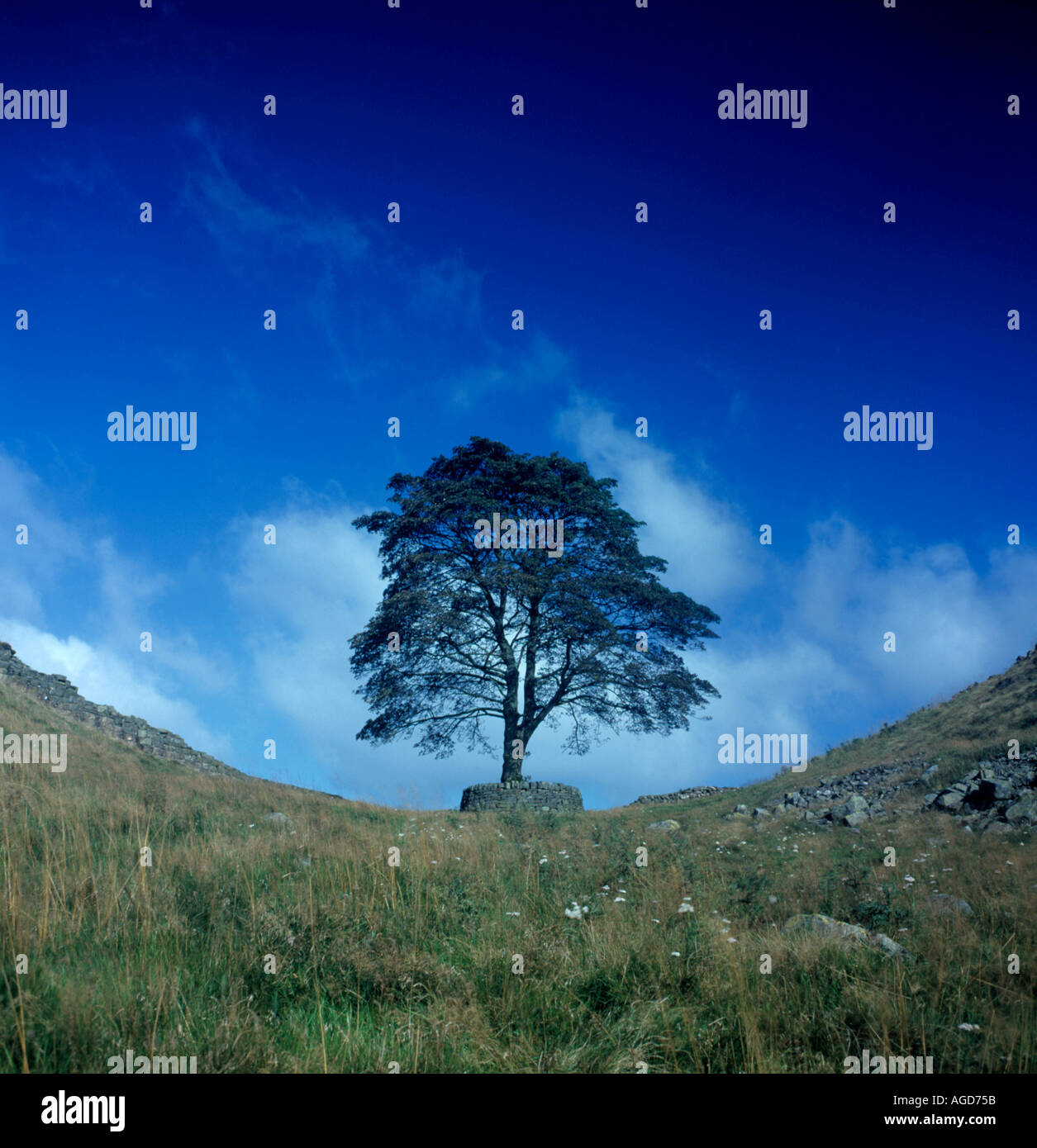 Solitary sycamore tree, "Sycamore Gap", Hadrian's Wall, Northumberland ...