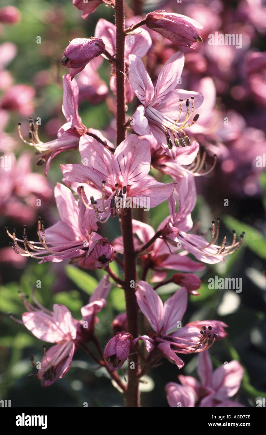 Dictamnus albus, burning bush, false dittany, white dittany, gas plant ...