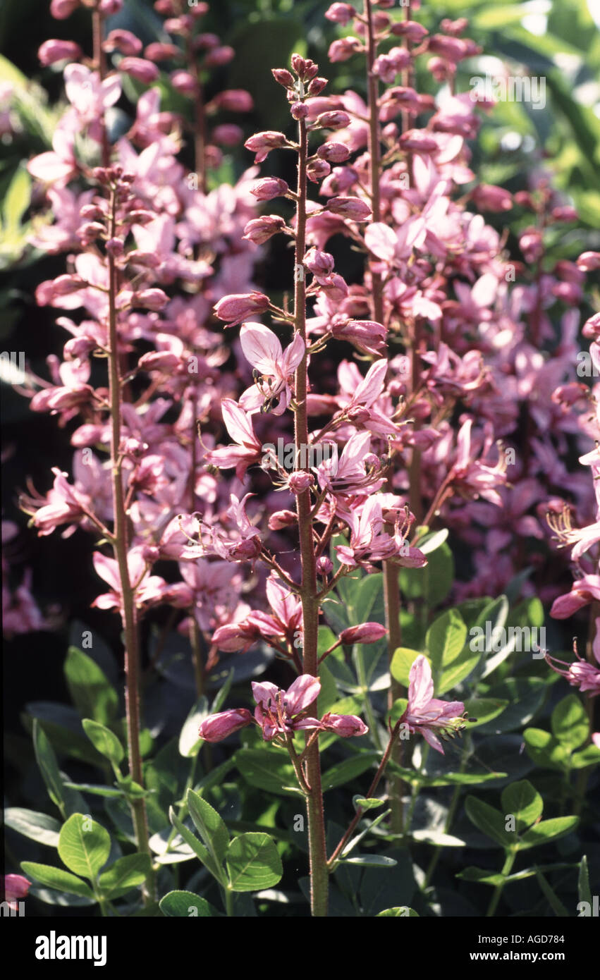Dictamnus albus, burning bush, false dittany, white dittany, gas plant ...