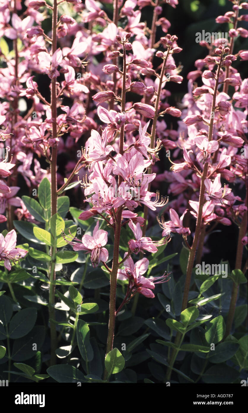 Dictamnus albus, burning bush, false dittany, white dittany, gas plant ...