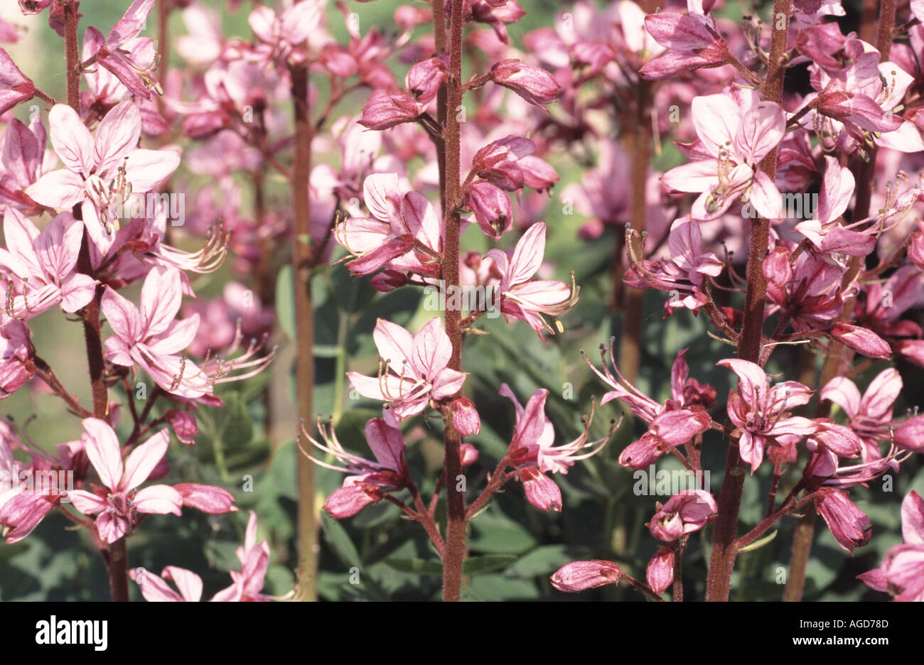 Dictamnus albus, burning bush, false dittany, white dittany, gas plant ...