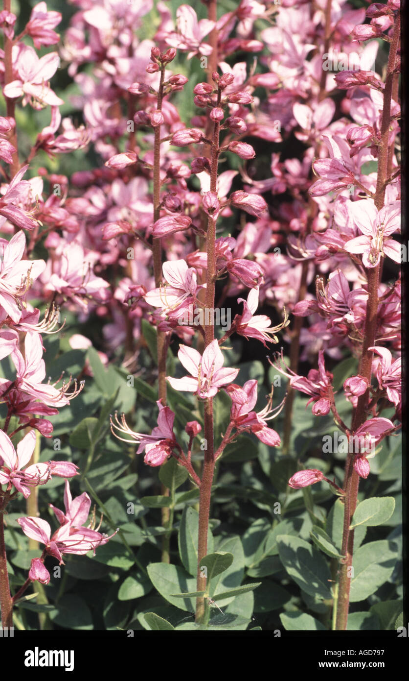 Dictamnus albus, burning bush, false dittany, white dittany, gas plant ...