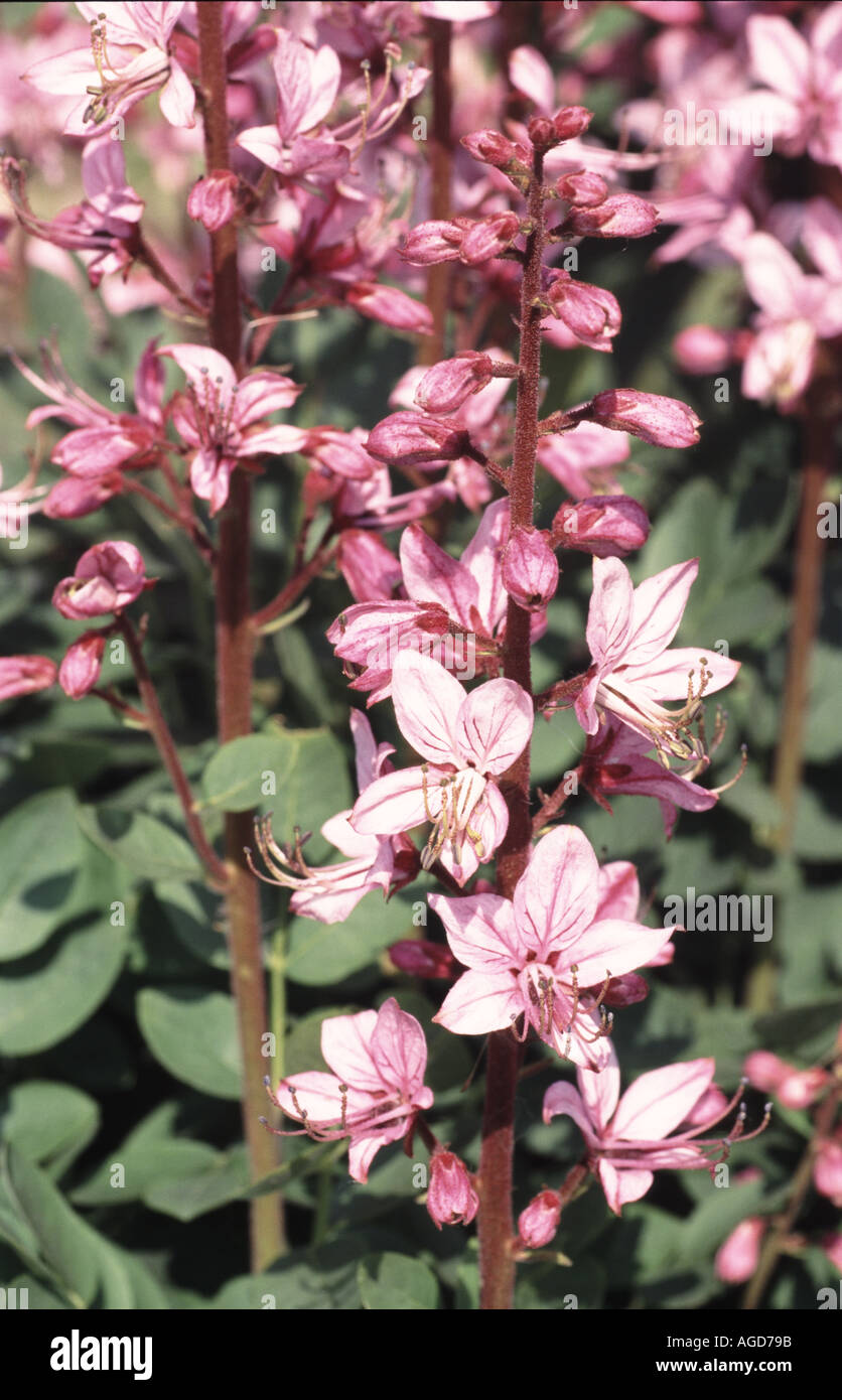 Dictamnus albus burning bush false hi-res stock photography and images ...