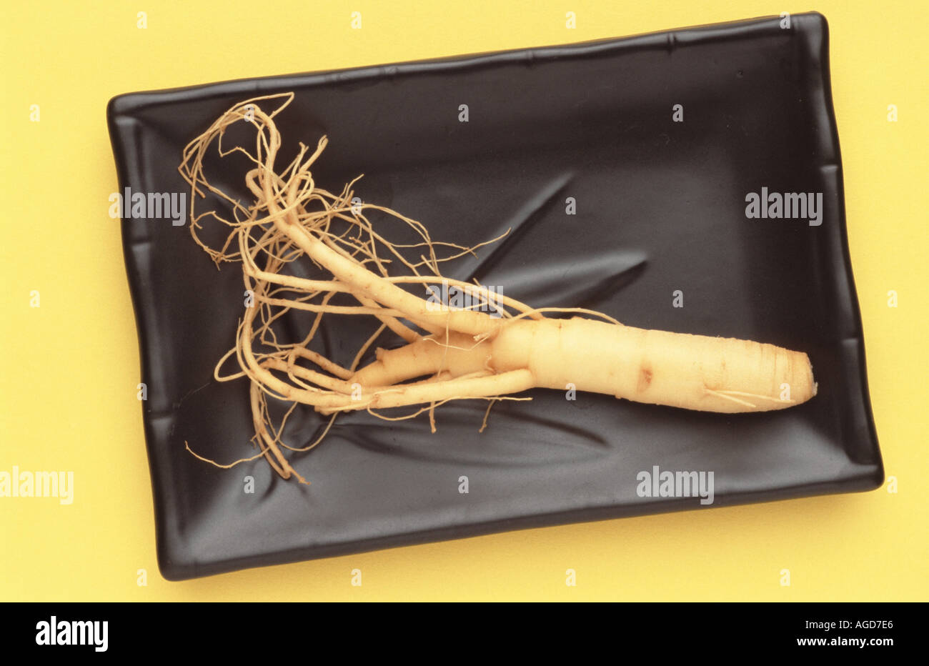 Ginseng Panax ginseng medicinal root plant Stock Photo - Alamy