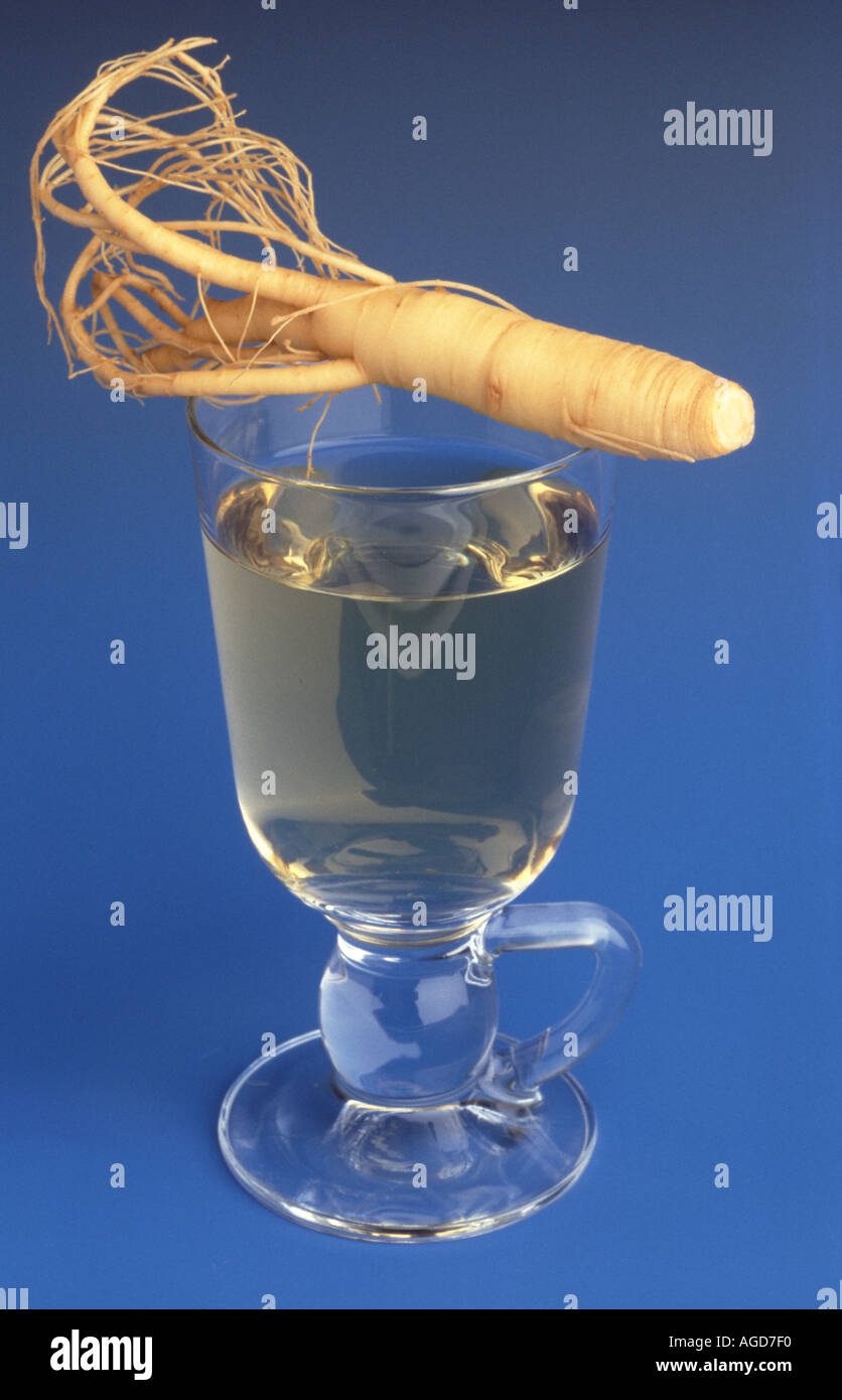 Ginseng Panax ginseng medicinal root plant Stock Photo - Alamy