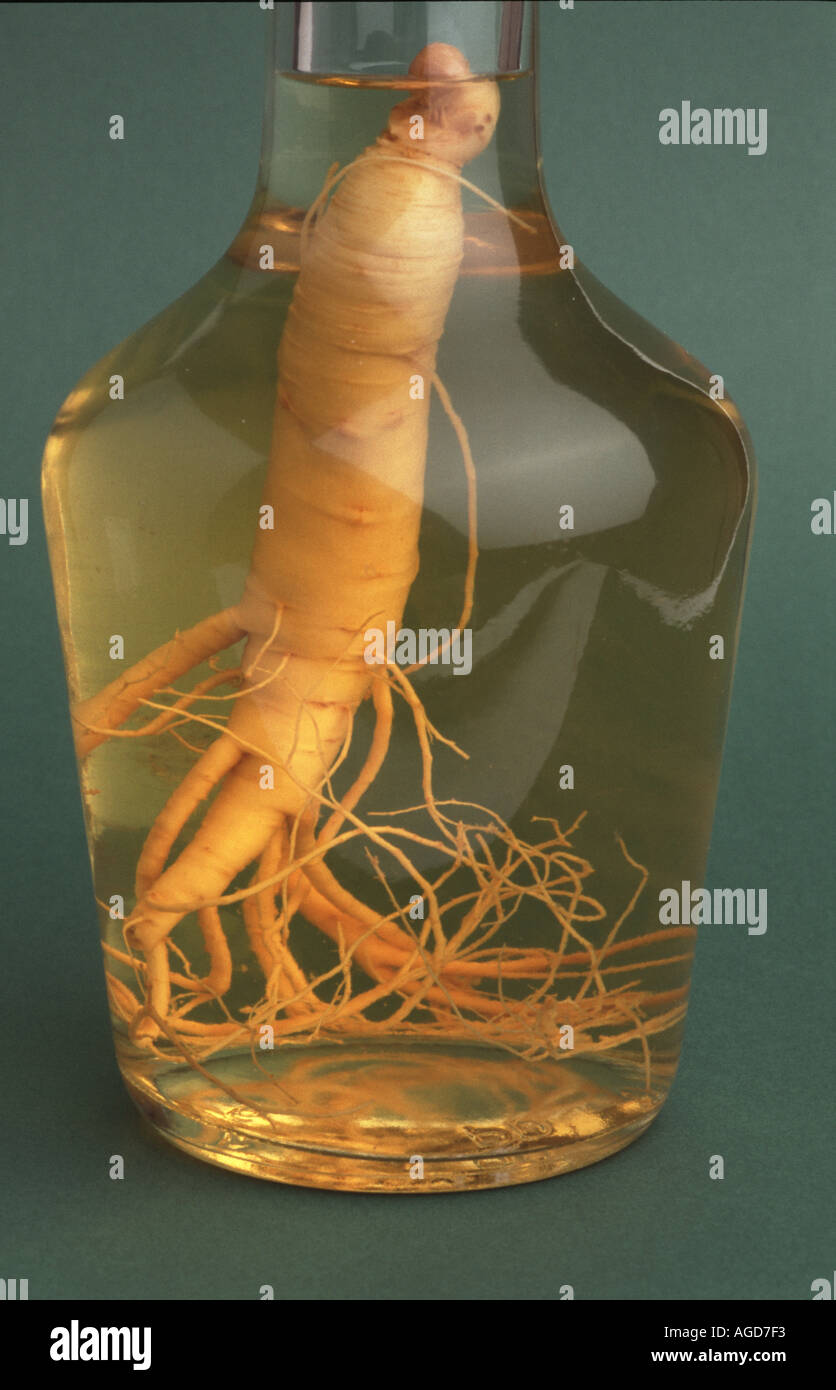 Ginseng Panax ginseng medicinal root plant Stock Photo - Alamy