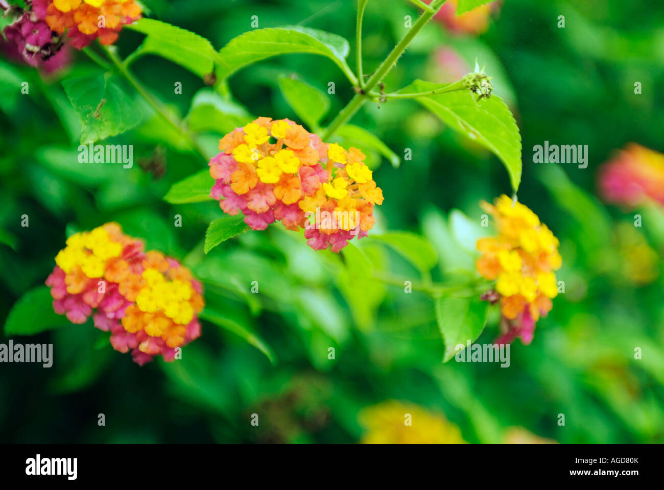 Baho baho Lantana camara Flower Bohol Philippines Visayas Stock Photo ...