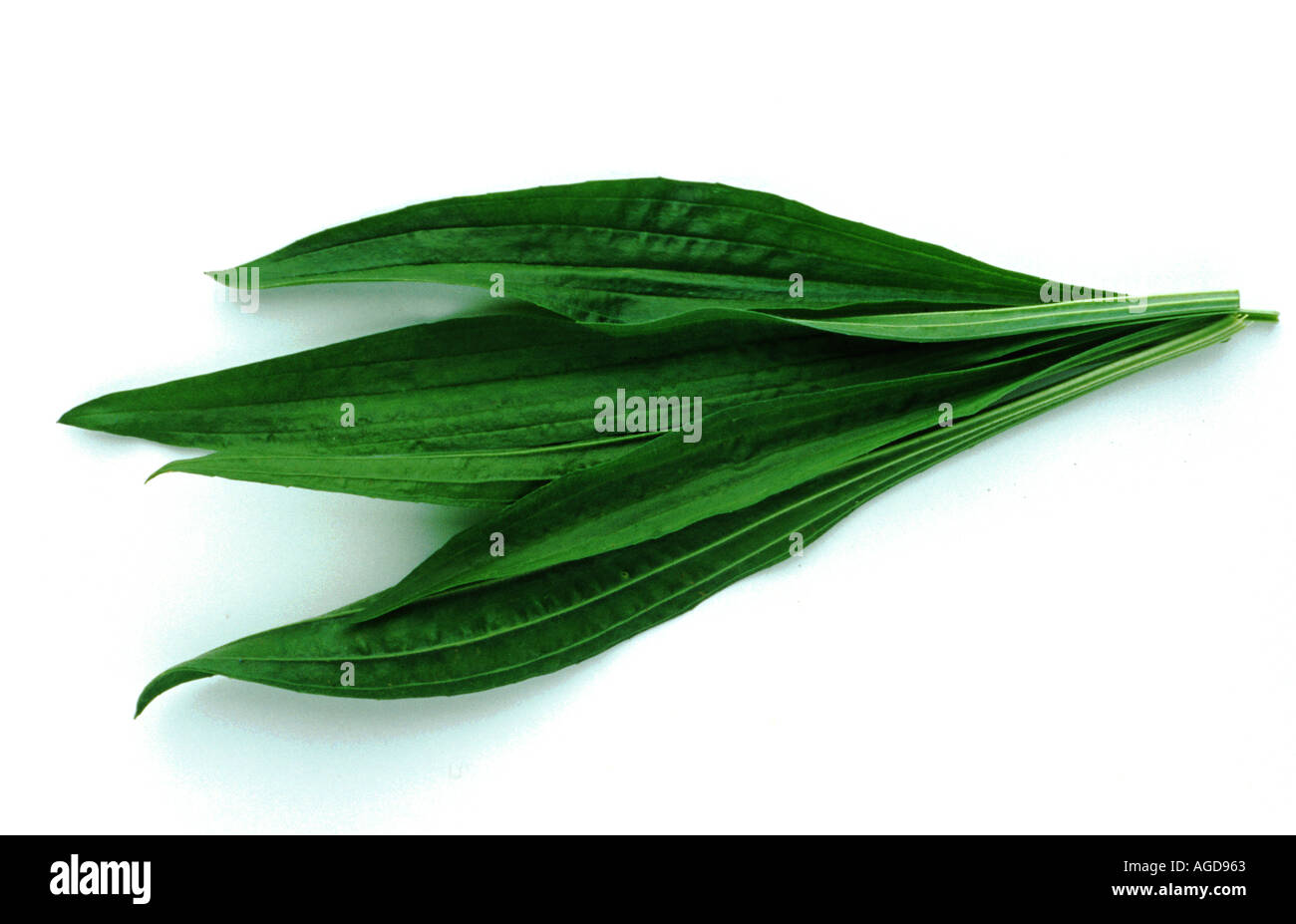 Ribgrass Plantago laneolata medicinal plant Spitzwegerich Stock Photo ...