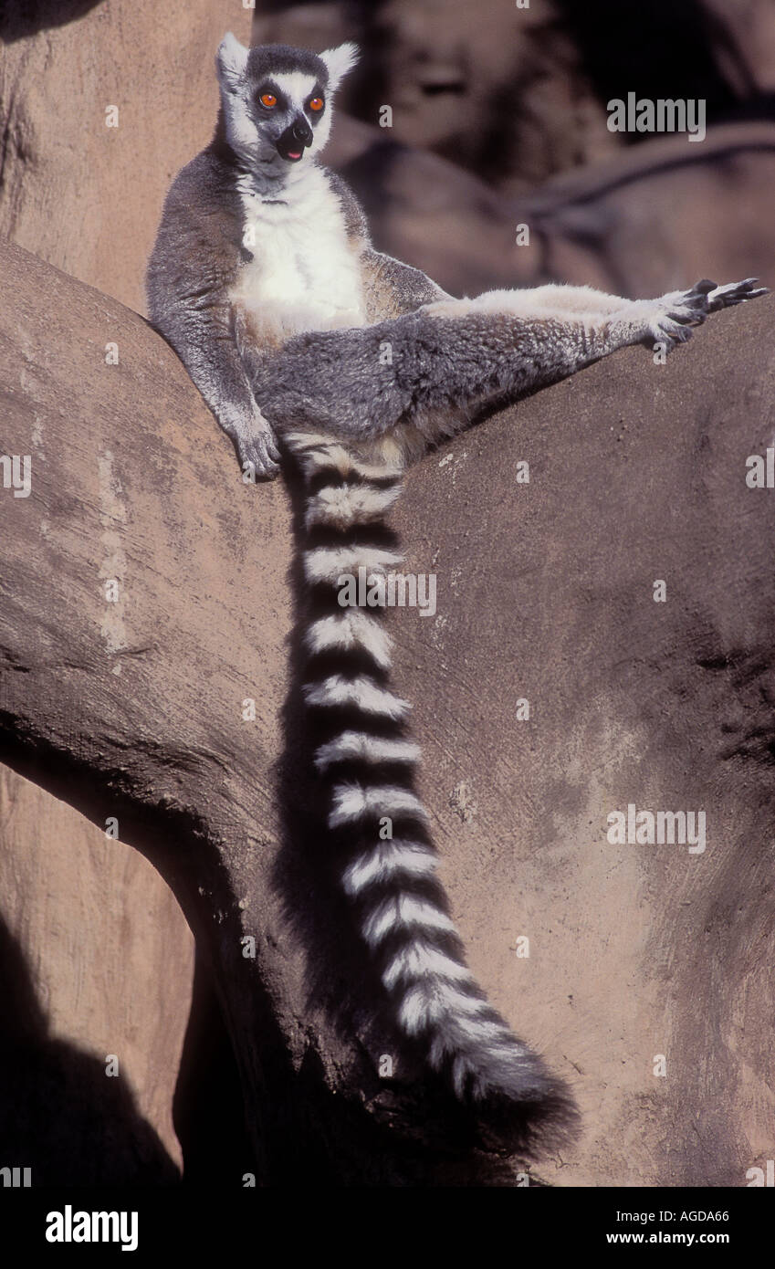 A relaxed Ringtailed Lemur Lemur catta Stock Photo - Alamy
